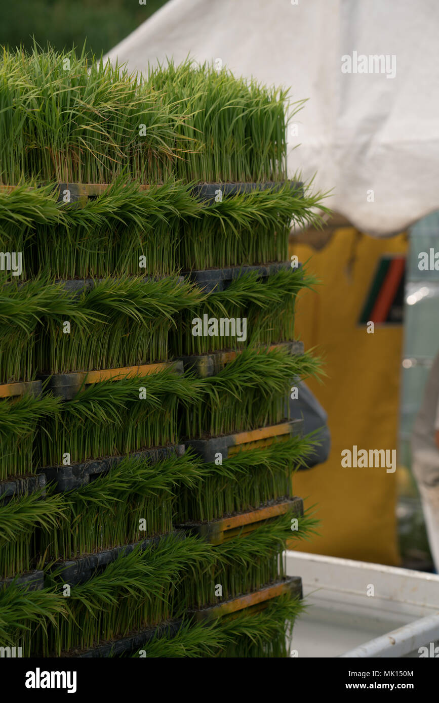 Transplanting of rice seedling hi-res stock photography and images - Alamy