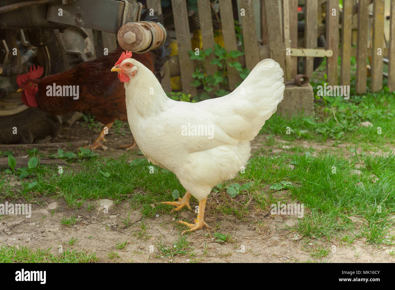 white hen or chicken at the farm Stock Photo - Alamy