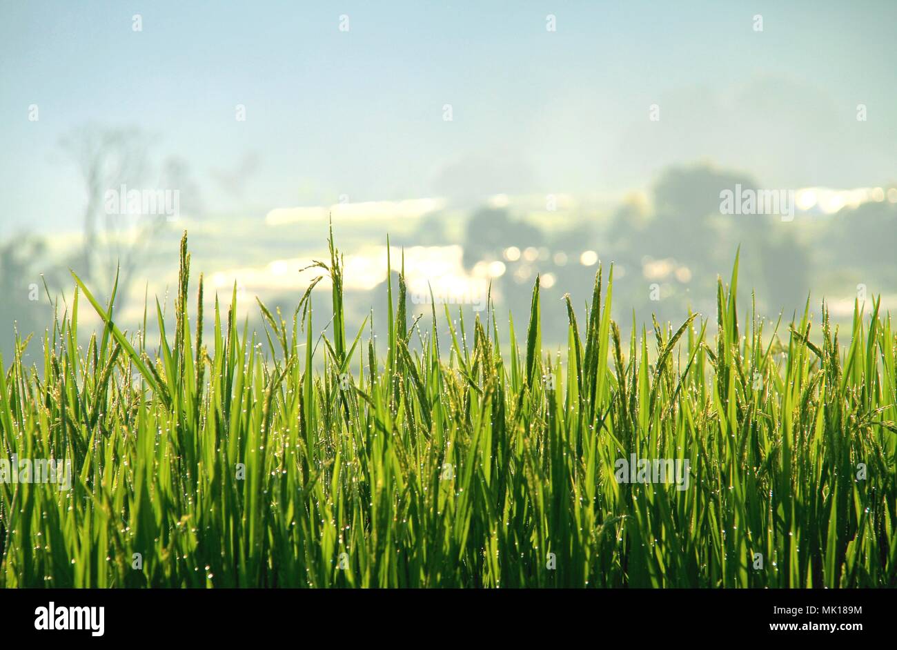 Rice grain in rain hi-res stock photography and images - Alamy