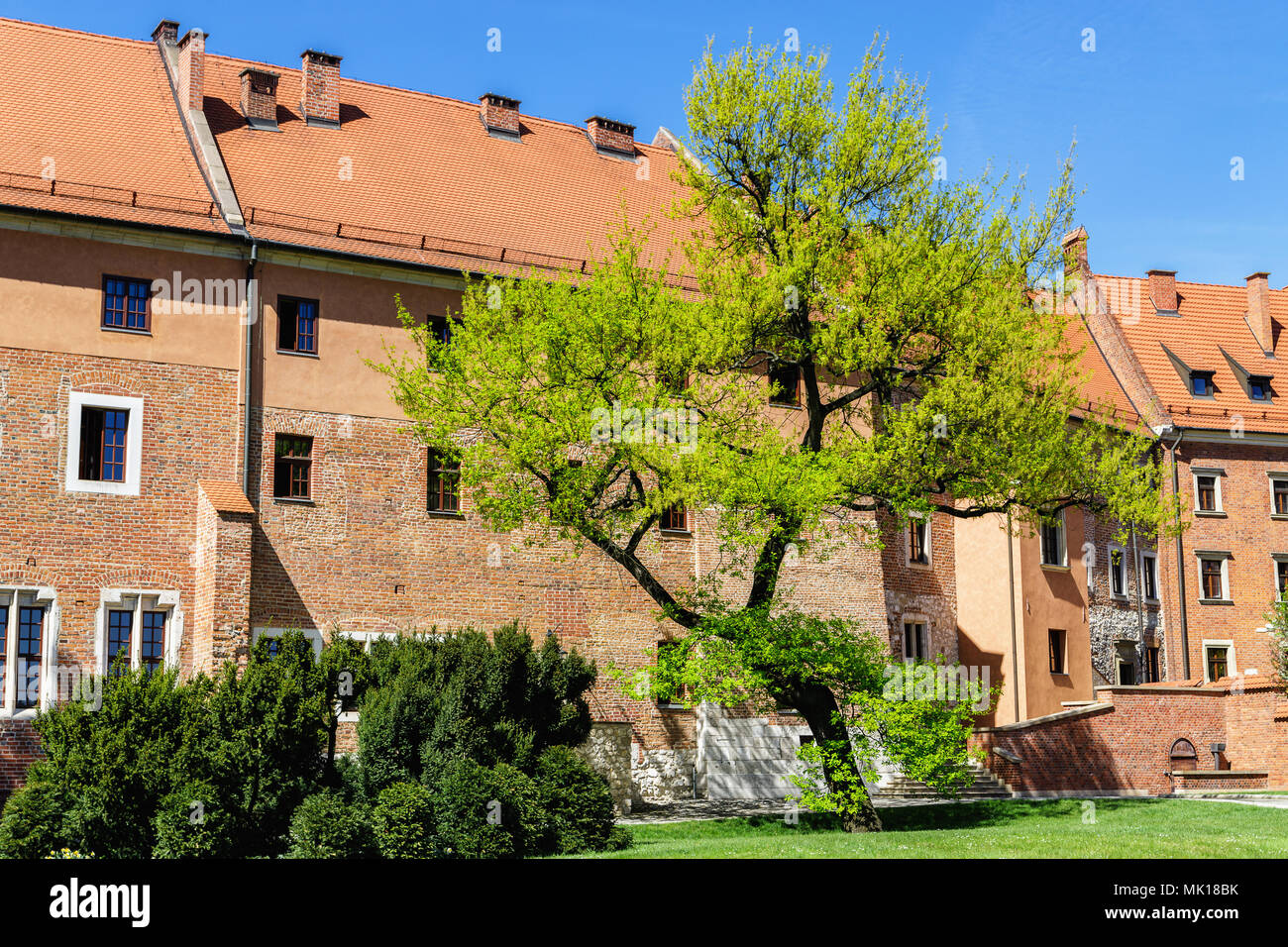 Spring green tree in front of old red brick building at royal Wawel ...