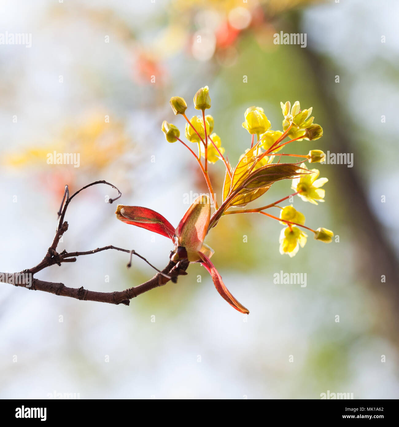 Budding japanese maple hi-res stock photography and images - Alamy