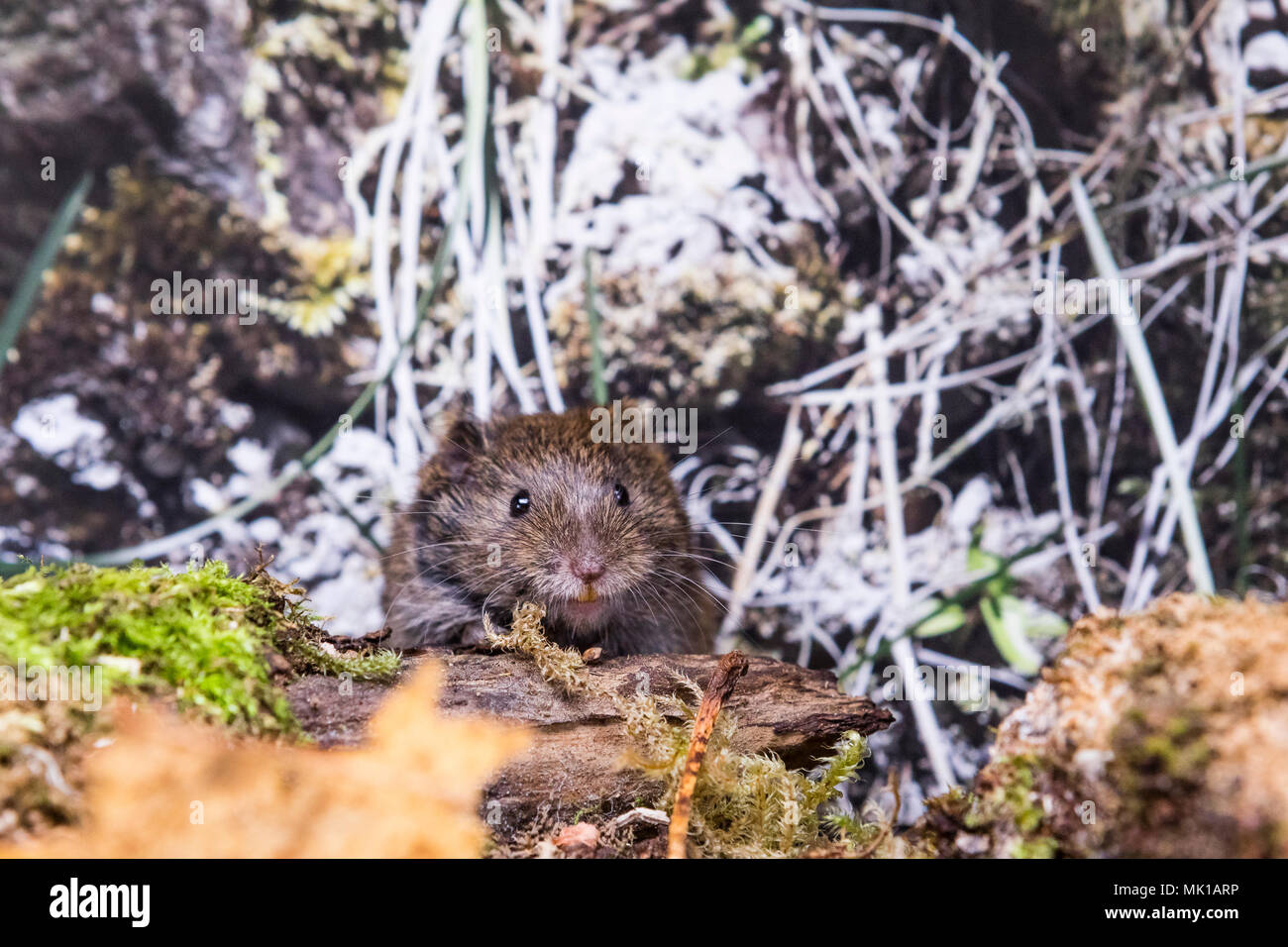 a field vole (or short-tailed vole) photographed in a studio set up ...
