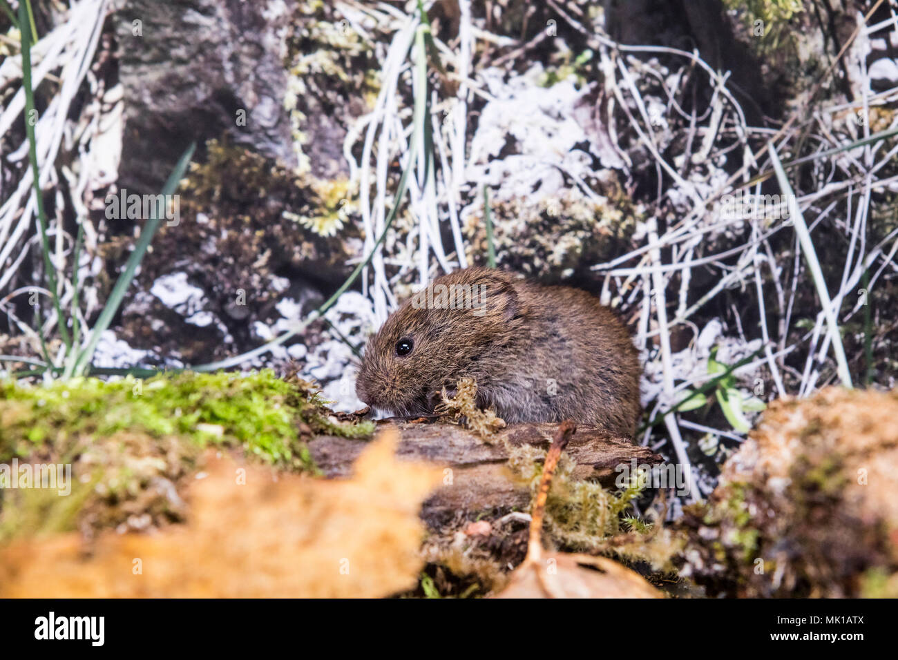 a field vole (or short-tailed vole) photographed in a studio set up ...