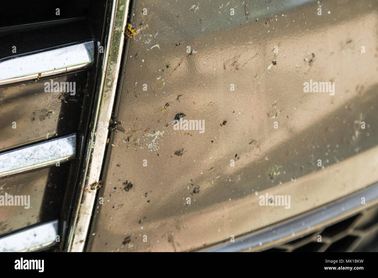 Close-up of car front bumper with many smashed insects. High speed ...