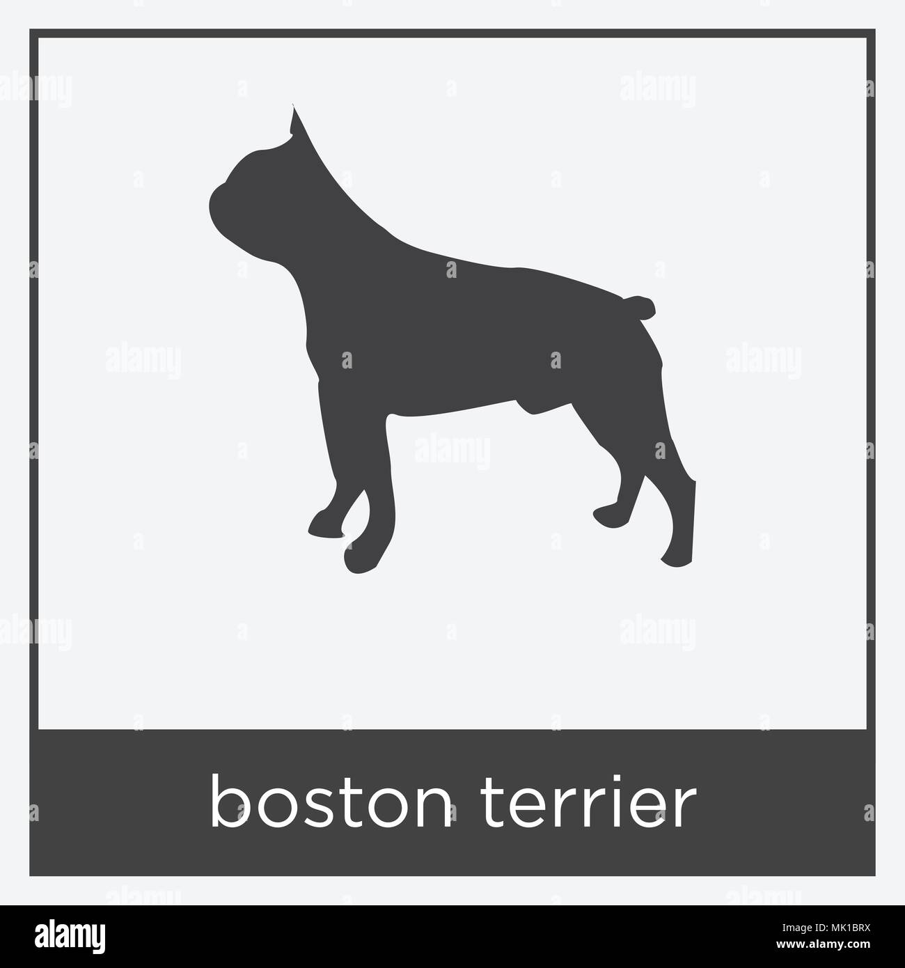 boston terrier icon isolated on white background with gray frame, sign ...