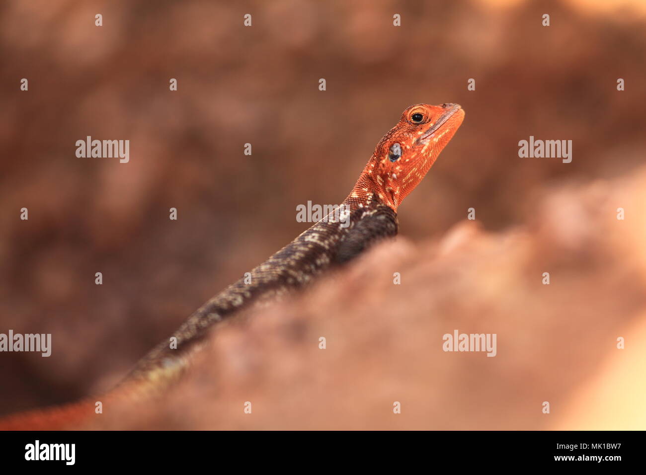 Red headed rock agama on a rock in Namibia desert, Namibia Stock Photo ...