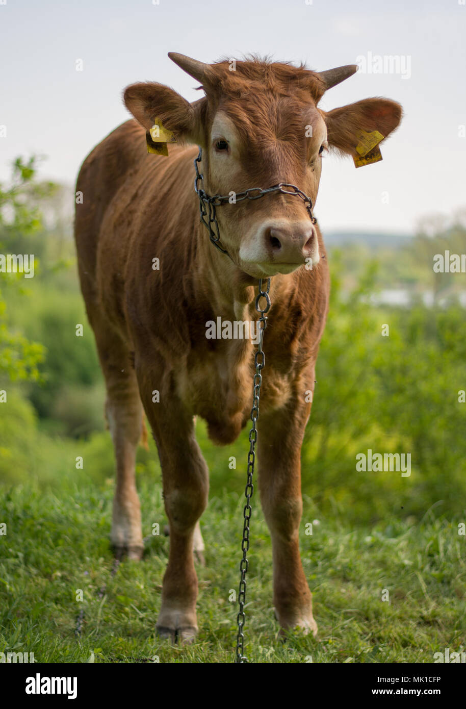 Heifer village hi-res stock photography and images - Alamy