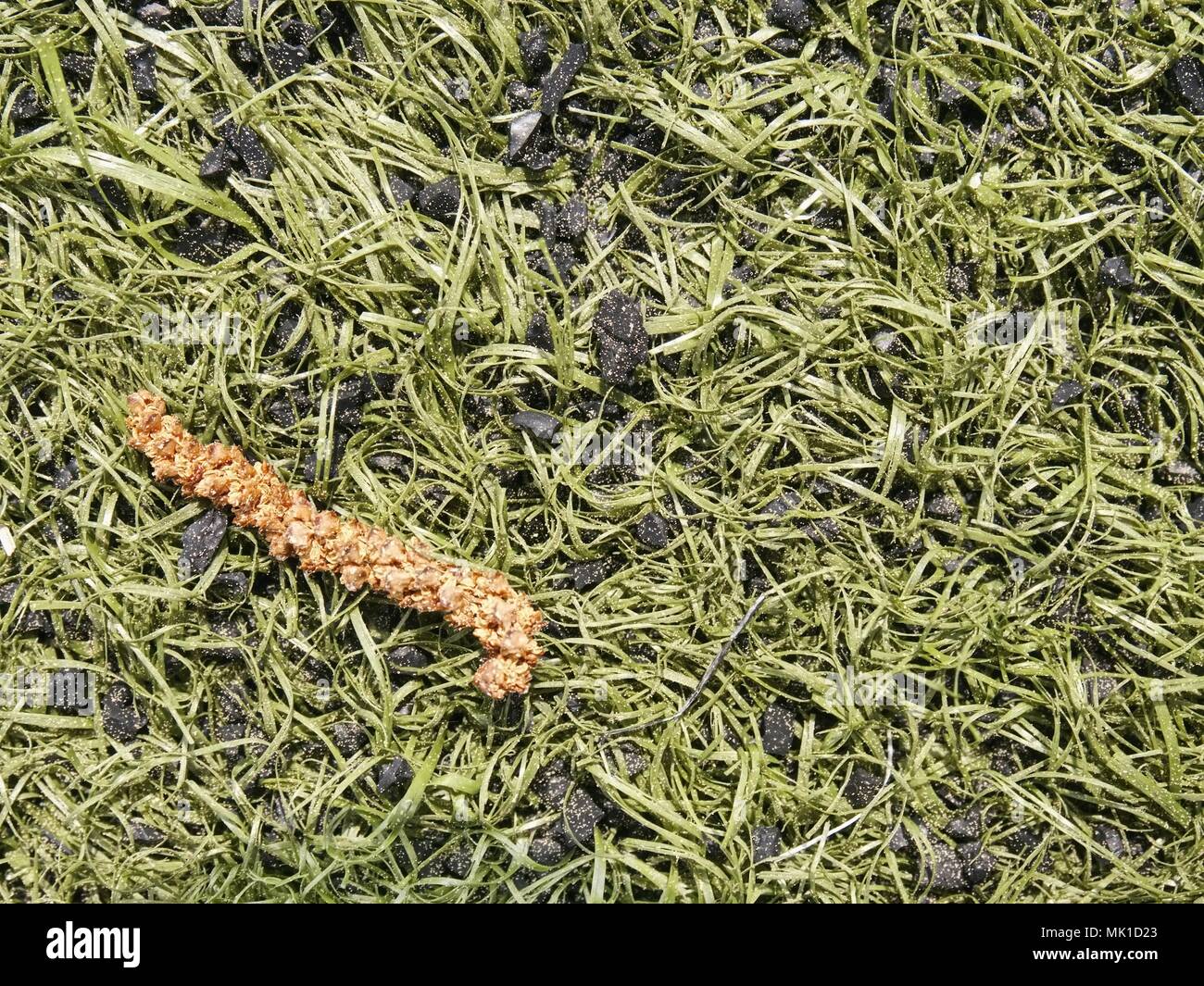 Pollinosis hi-res stock photography and images - Alamy