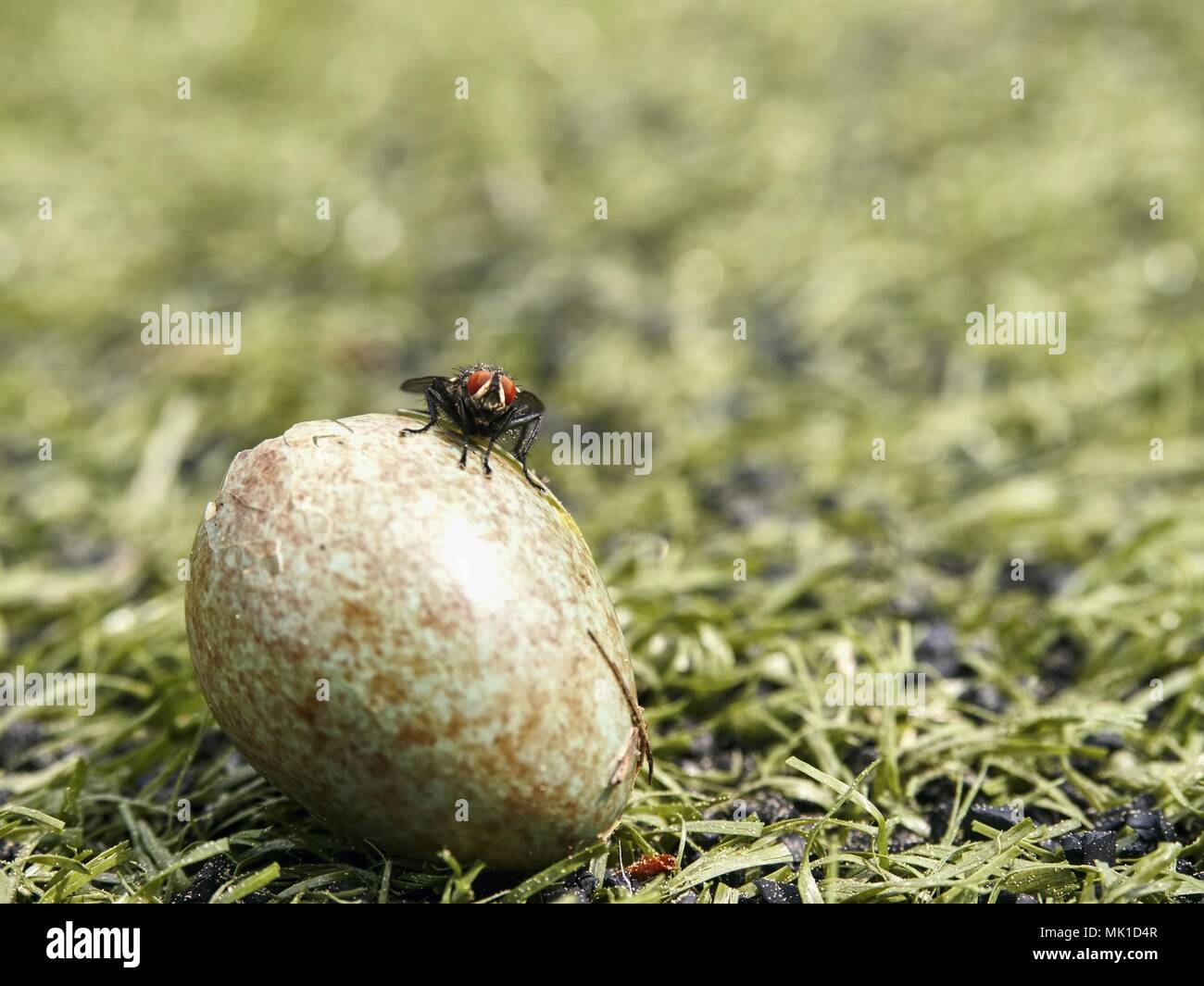 Oval insect eggs hi-res stock photography and images - Alamy