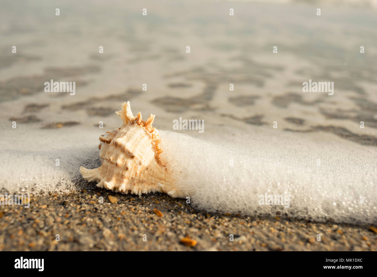 Sea surf seashell on beach hi-res stock photography and images - Alamy