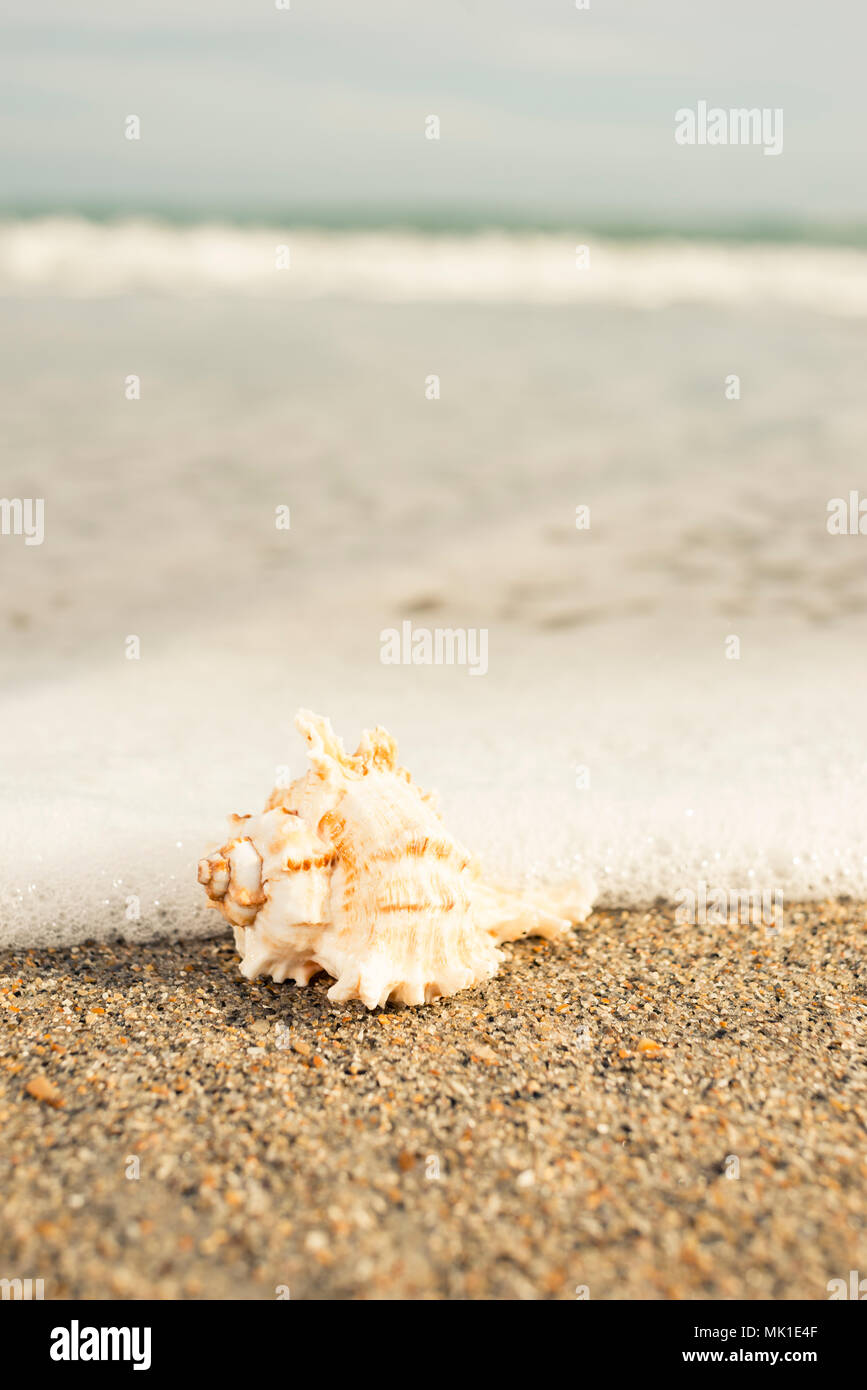 seashells on the seashore ocean, sand, wave, grass, shoreline, beach ...