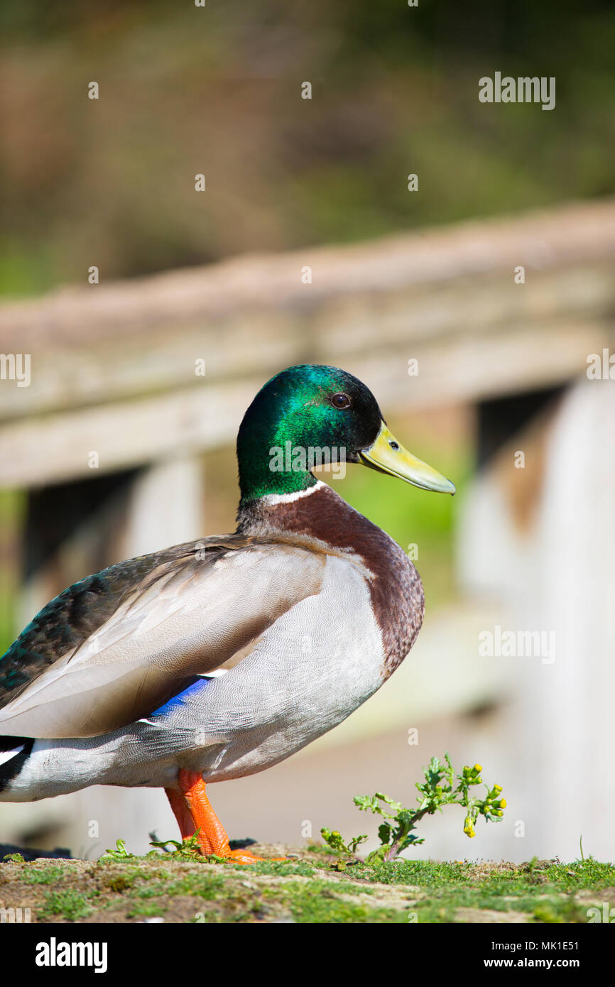 London mallard hi-res stock photography and images - Alamy