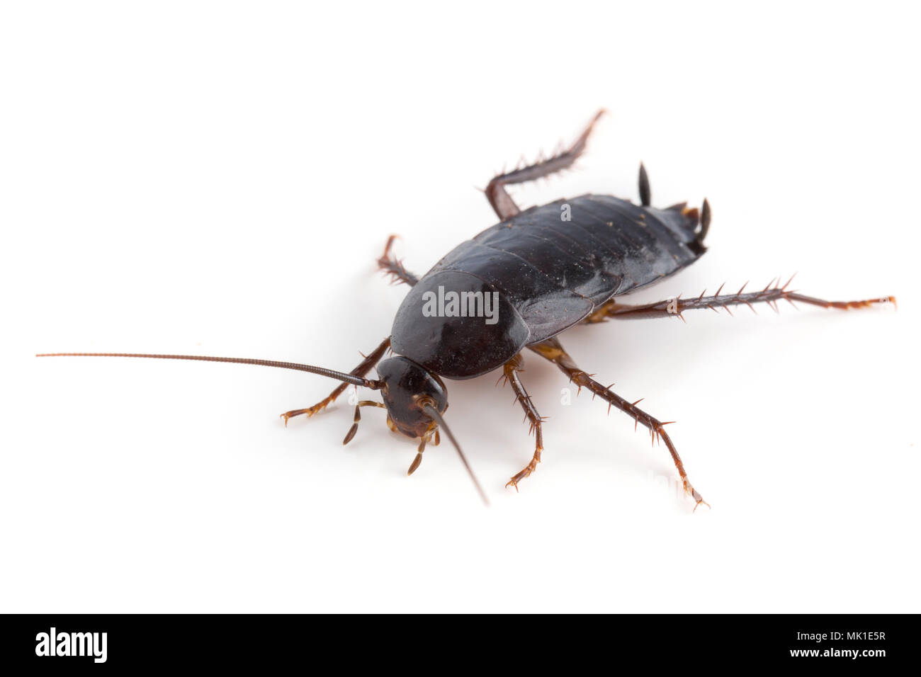 Eastern cockroach isolated on white background Stock Photo - Alamy