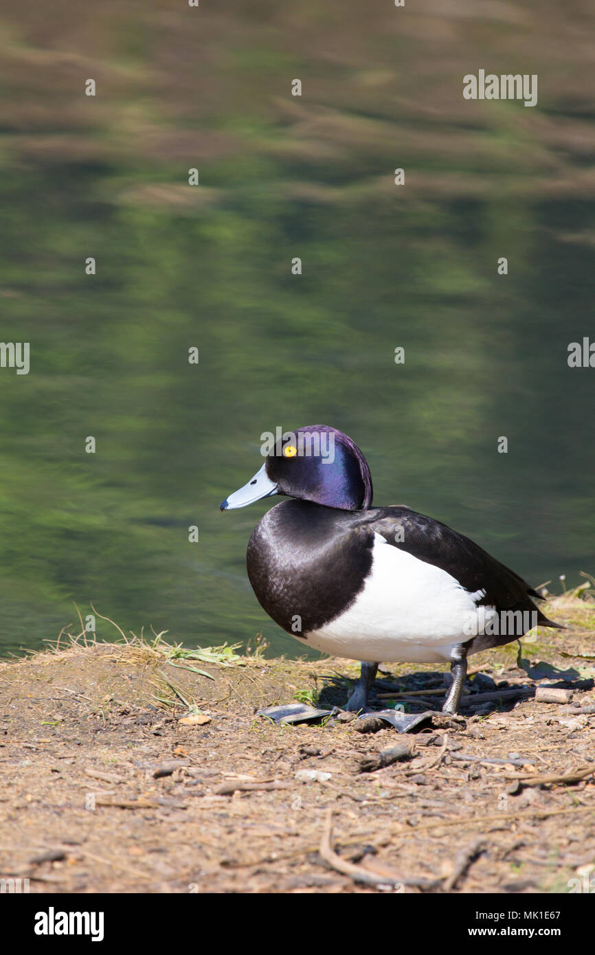 Duck uk standing hi-res stock photography and images - Alamy