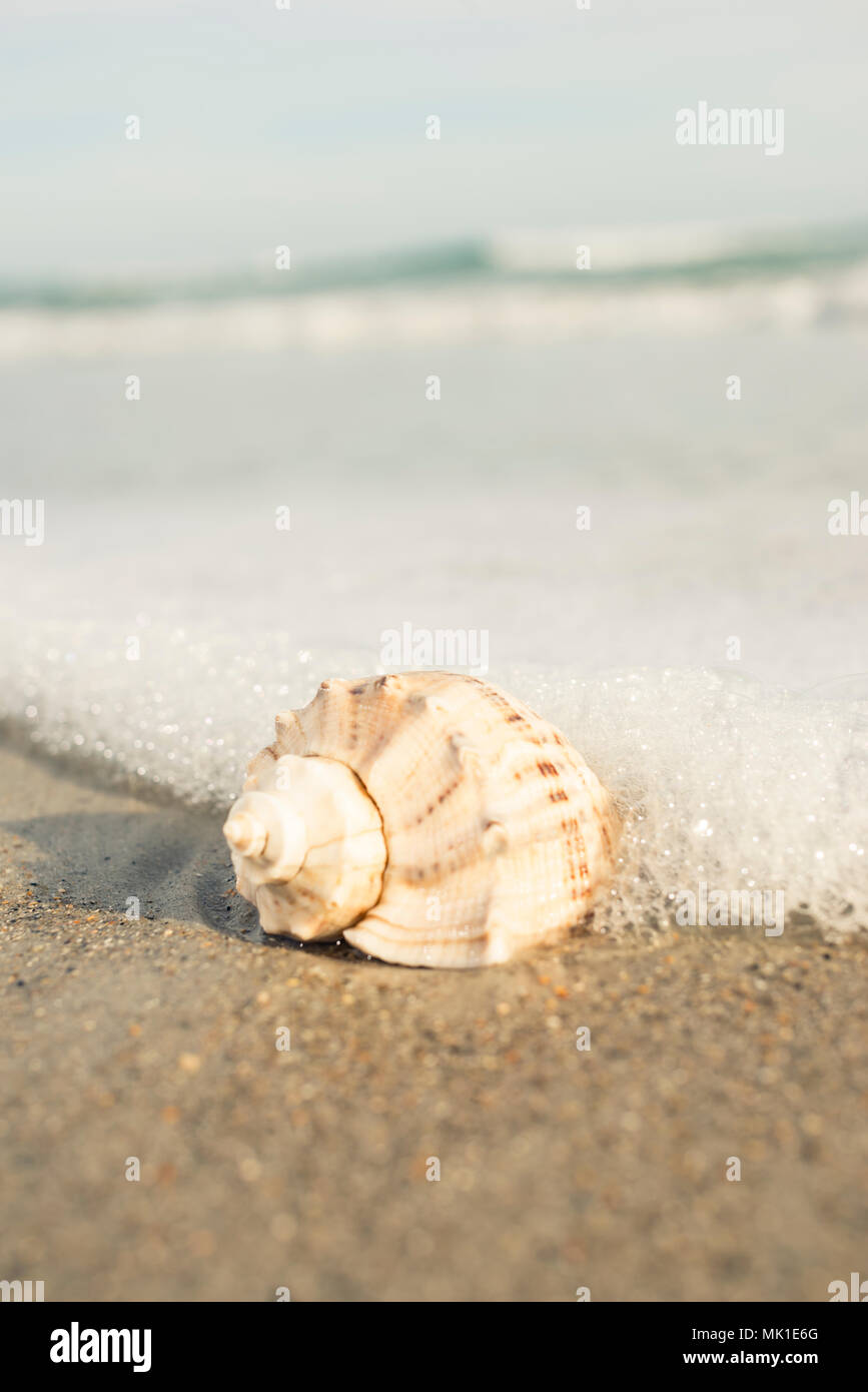 seashells on the seashore ocean, sand, wave, grass, shoreline, beach ...