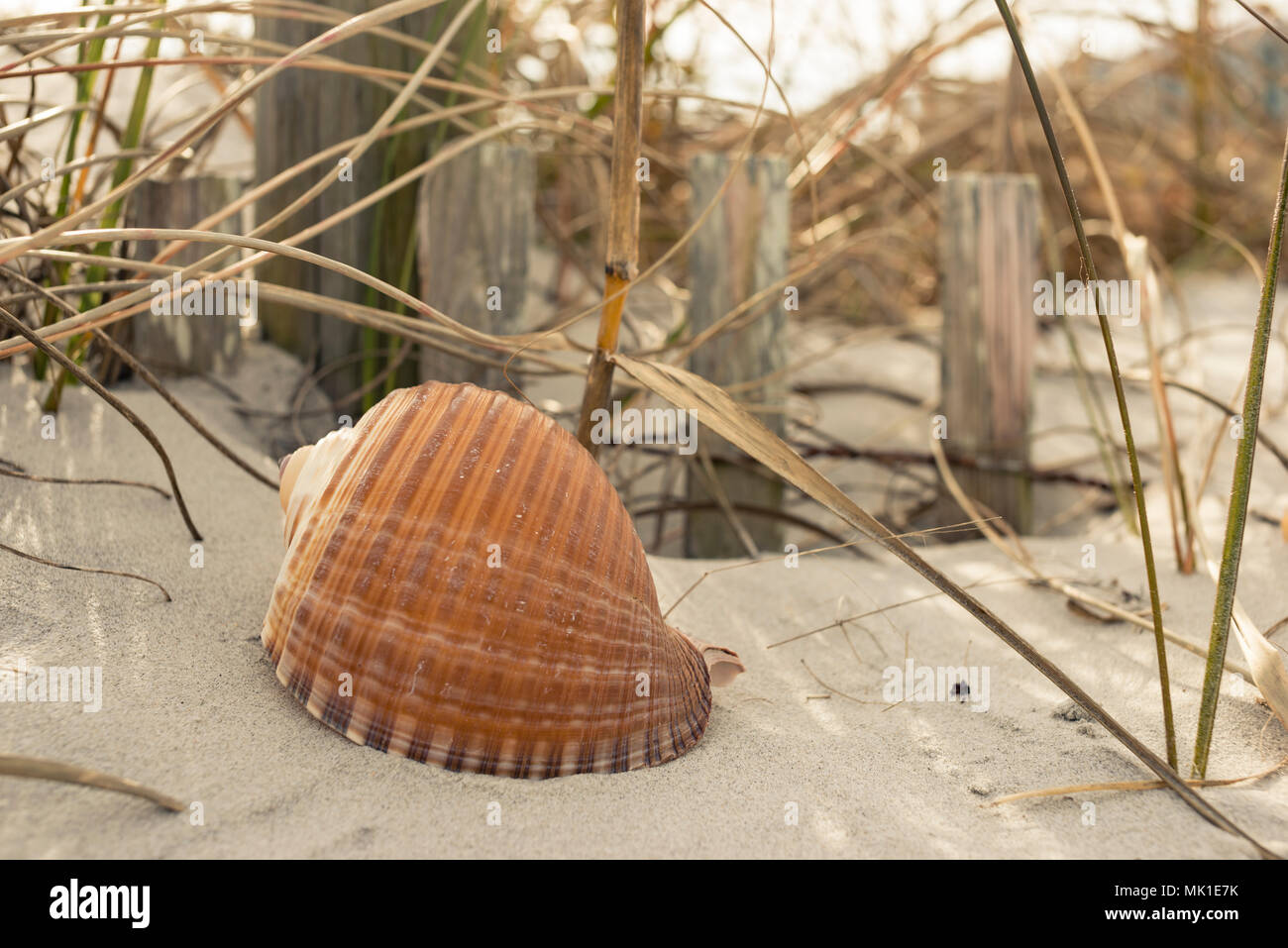 Seashore collection hi-res stock photography and images - Alamy