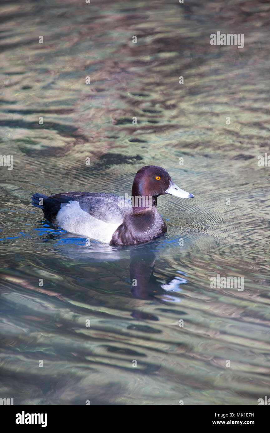 Duck gliding across shimmering pond, London Wetland Centre, UK Stock ...