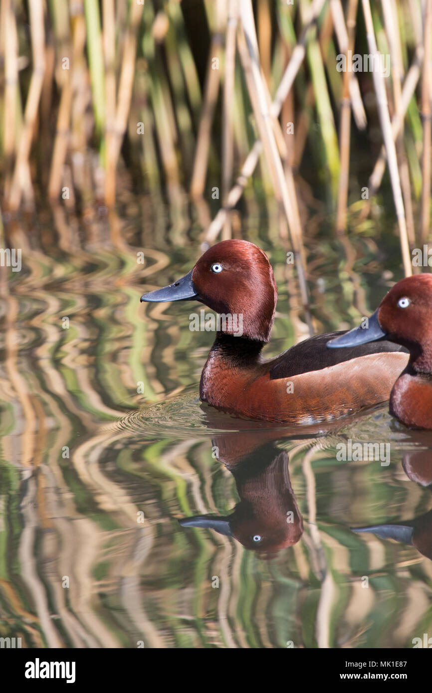 Southern Pochard Duck swimming across reflective pond, London Wetland ...