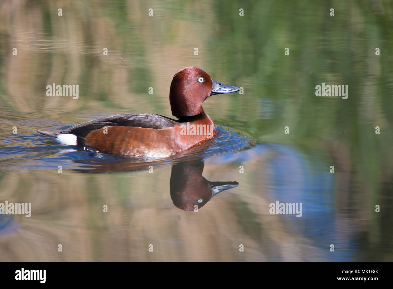 Southern Pochard Duck swimming across reflective pond, London Wetland ...