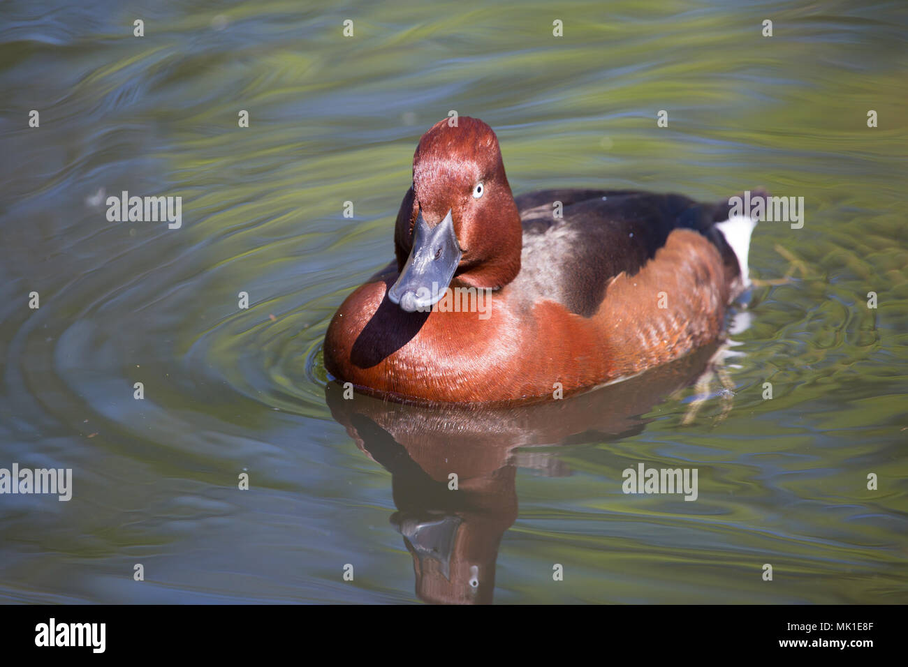 Southern Pochard Duck swimming across reflective pond, London Wetland ...