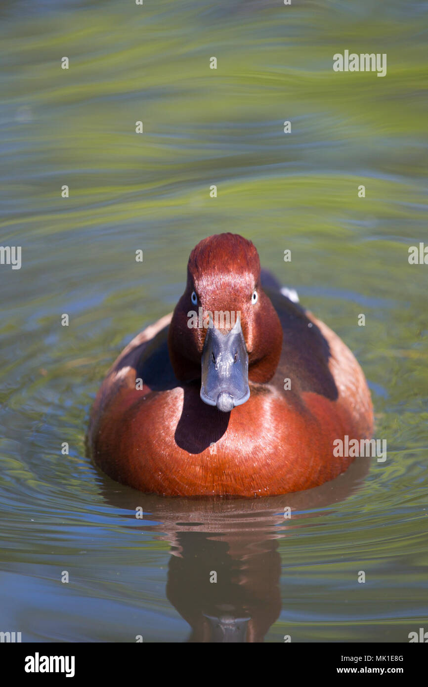 Southern Pochard Duck swimming across reflective pond, London Wetland ...