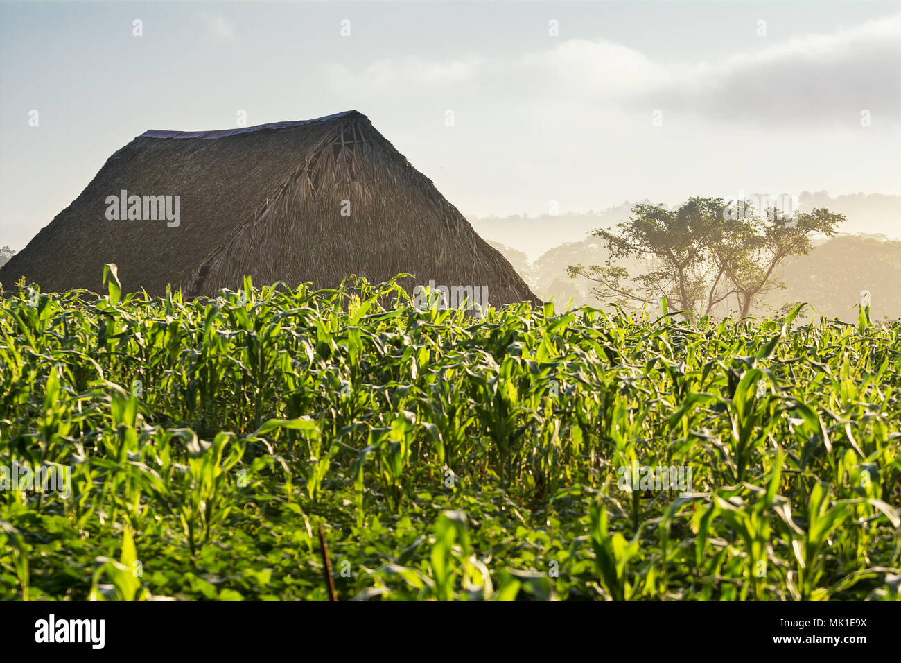 Tobacco farm farming field hi-res stock photography and images - Alamy