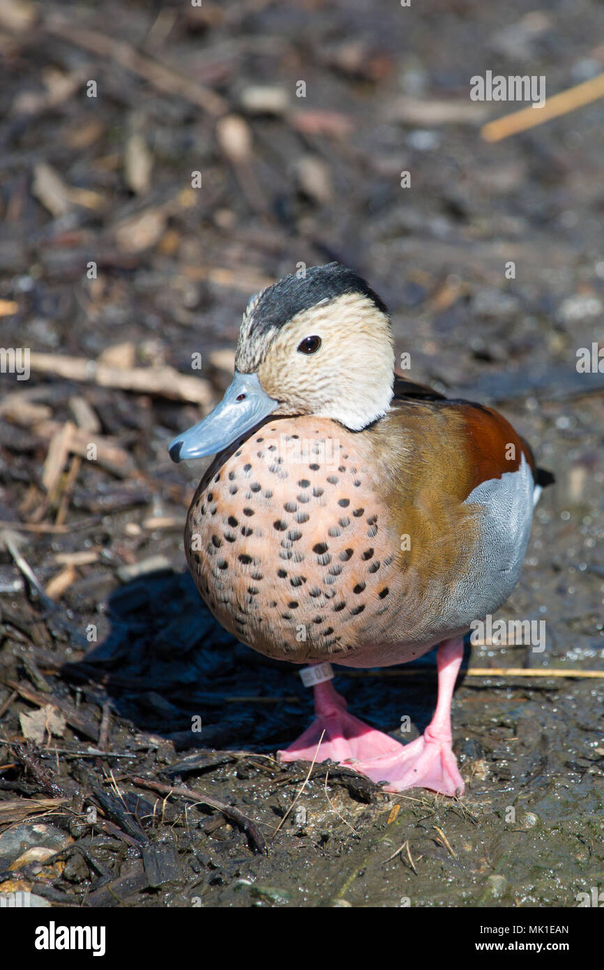 Teal duck hi-res stock photography and images - Alamy