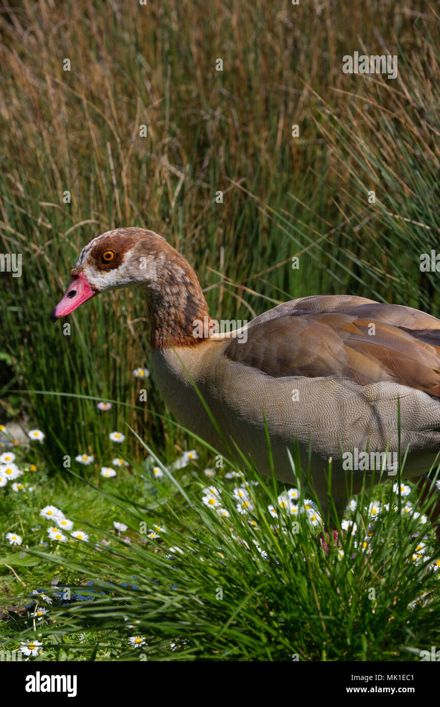 Egyptian goose london hi-res stock photography and images - Alamy