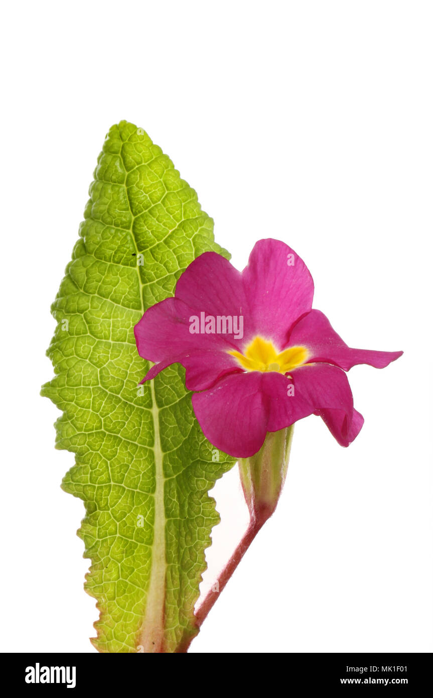 Purple primrose flower and leaf isolated against white Stock Photo - Alamy