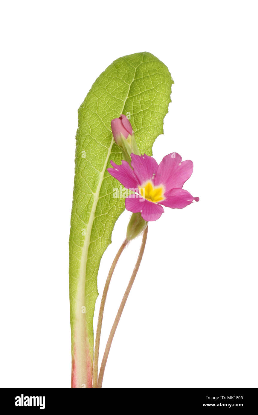 Purple primrose flower, leaf and bud isolated against white Stock Photo ...