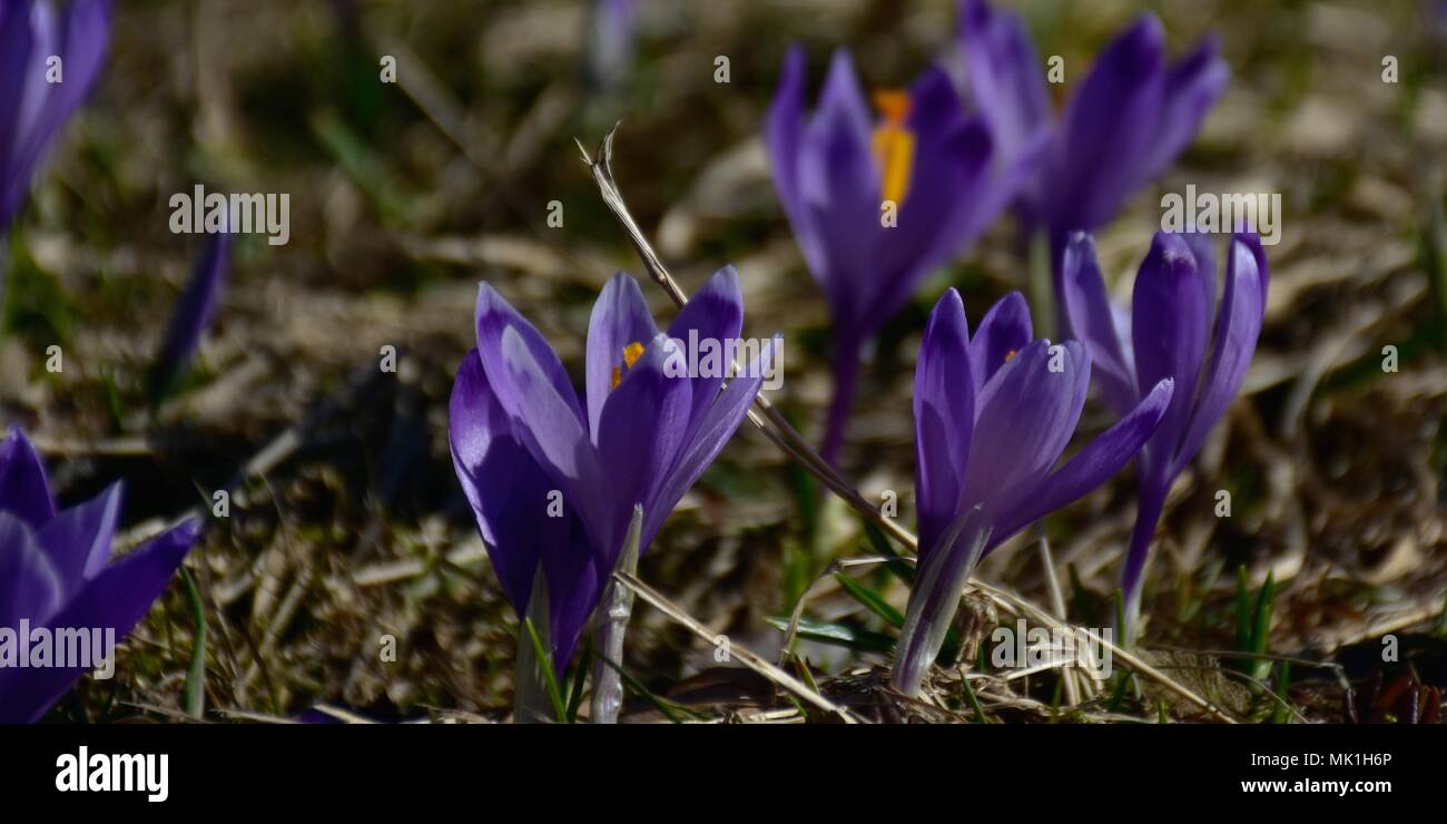 Beautiful purple saffron Stock Photo - Alamy