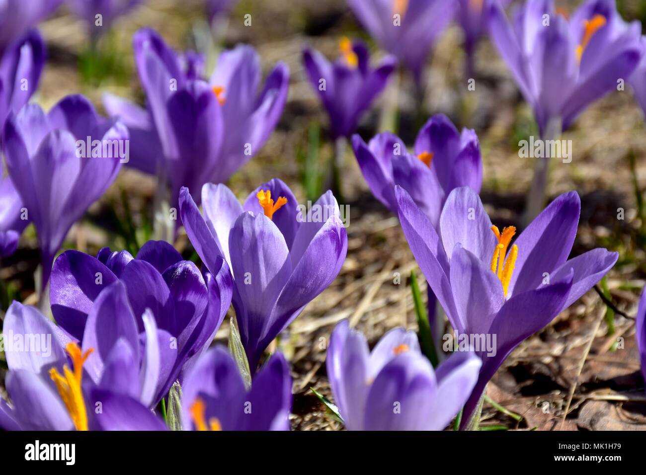 Purple and saffron hi-res stock photography and images - Alamy
