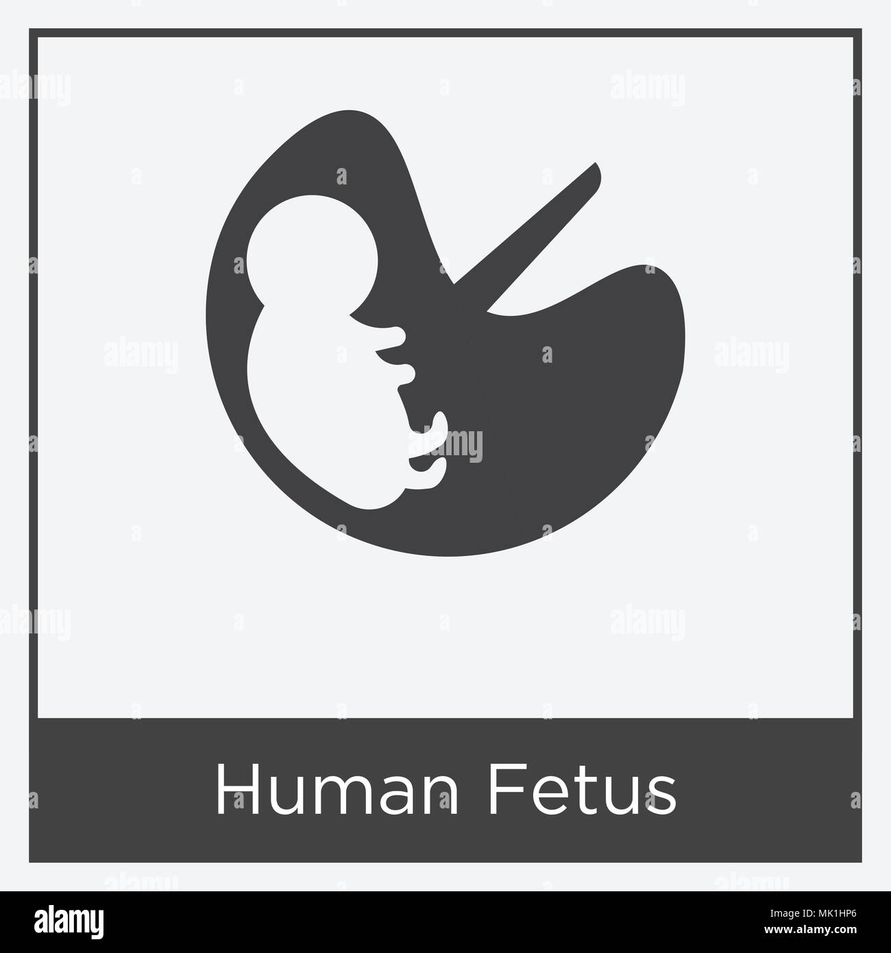 Placenta frame hi-res stock photography and images - Alamy