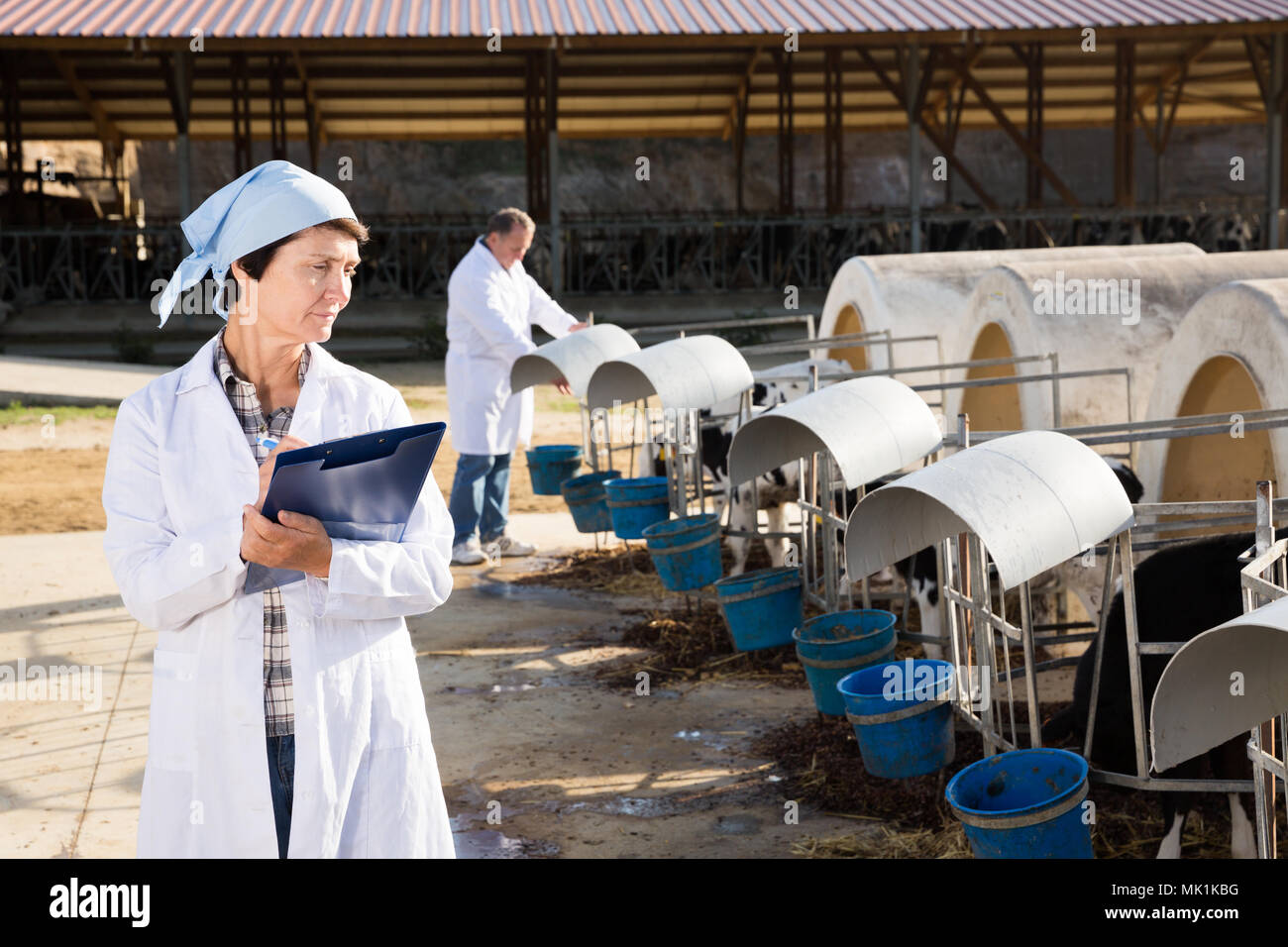 Female quality expert is standing in uniform at the cow farm Stock ...