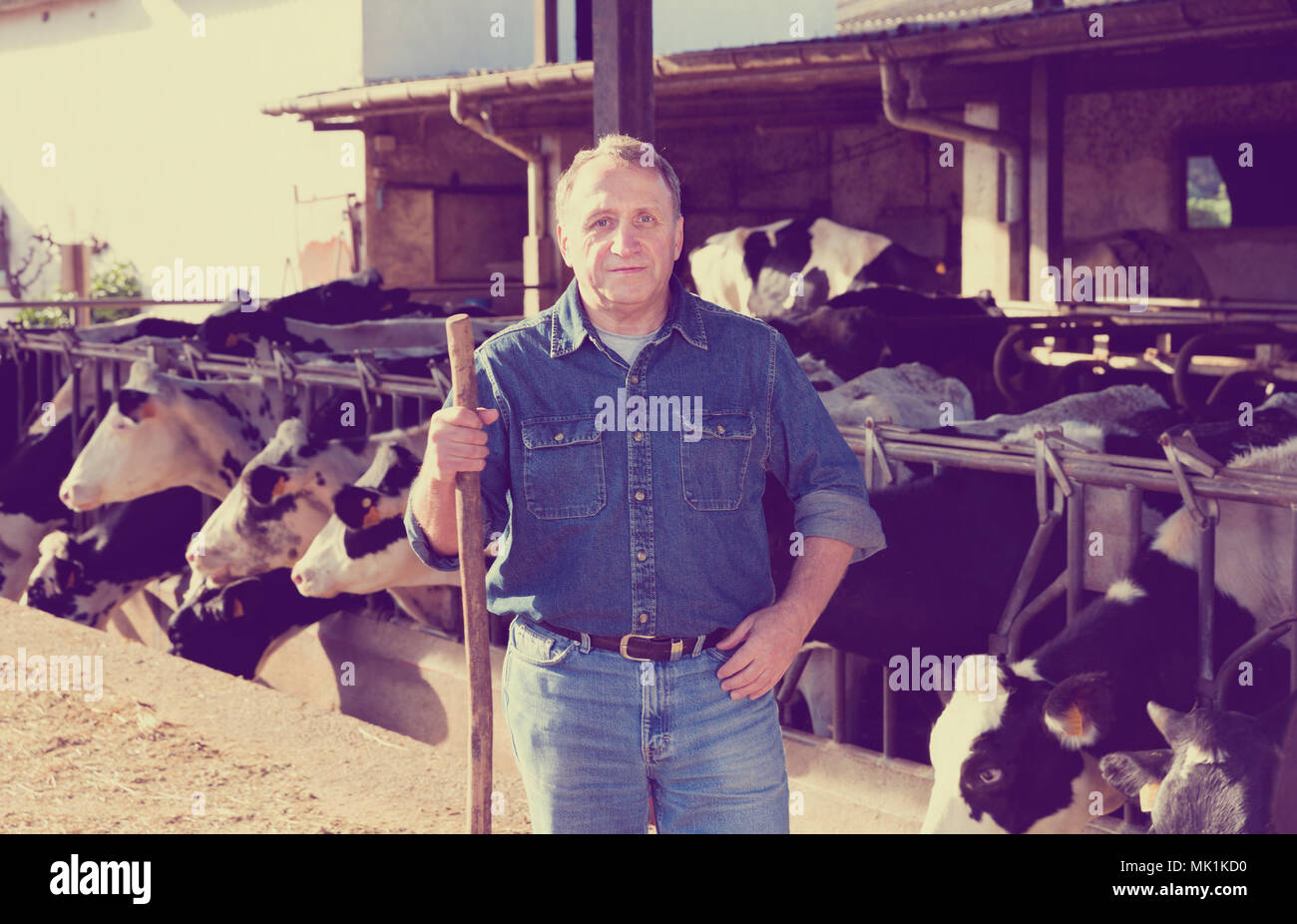 Adult cheerful smiling farmer is standing near cows at the farm Stock ...