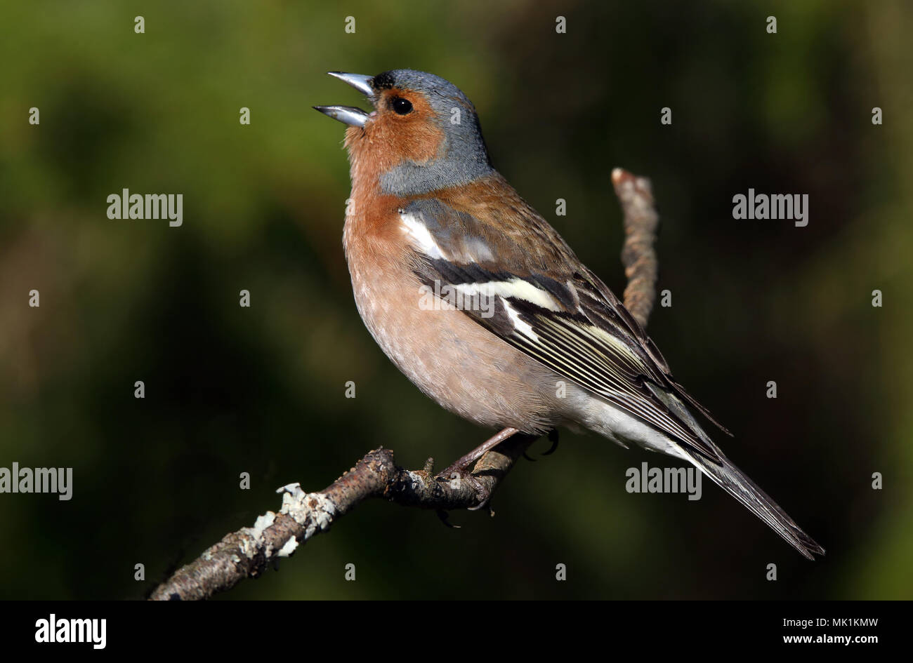 Singing forest hi-res stock photography and images - Alamy