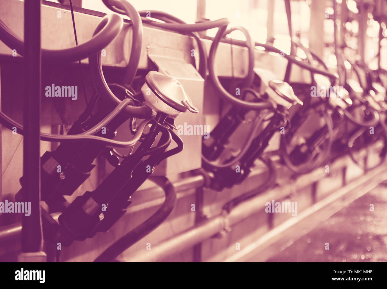 Close up of automatic milking cluster in milking parlour Stock Photo ...