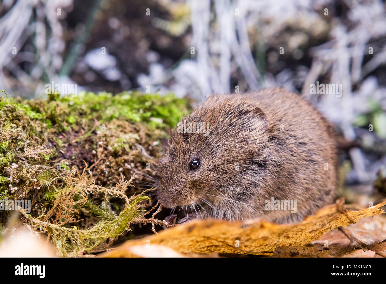 a field vole (or short-tailed vole) photographed in a studio set up ...