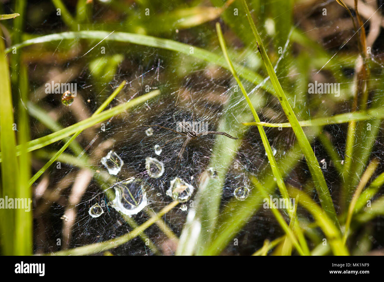 Spider strings hi-res stock photography and images - Alamy