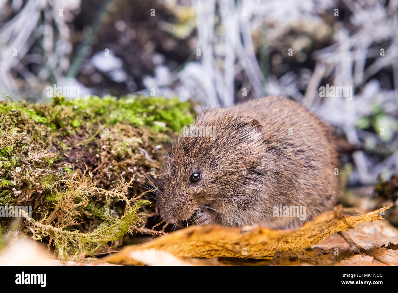 a field vole (or short-tailed vole) photographed in a studio set up ...