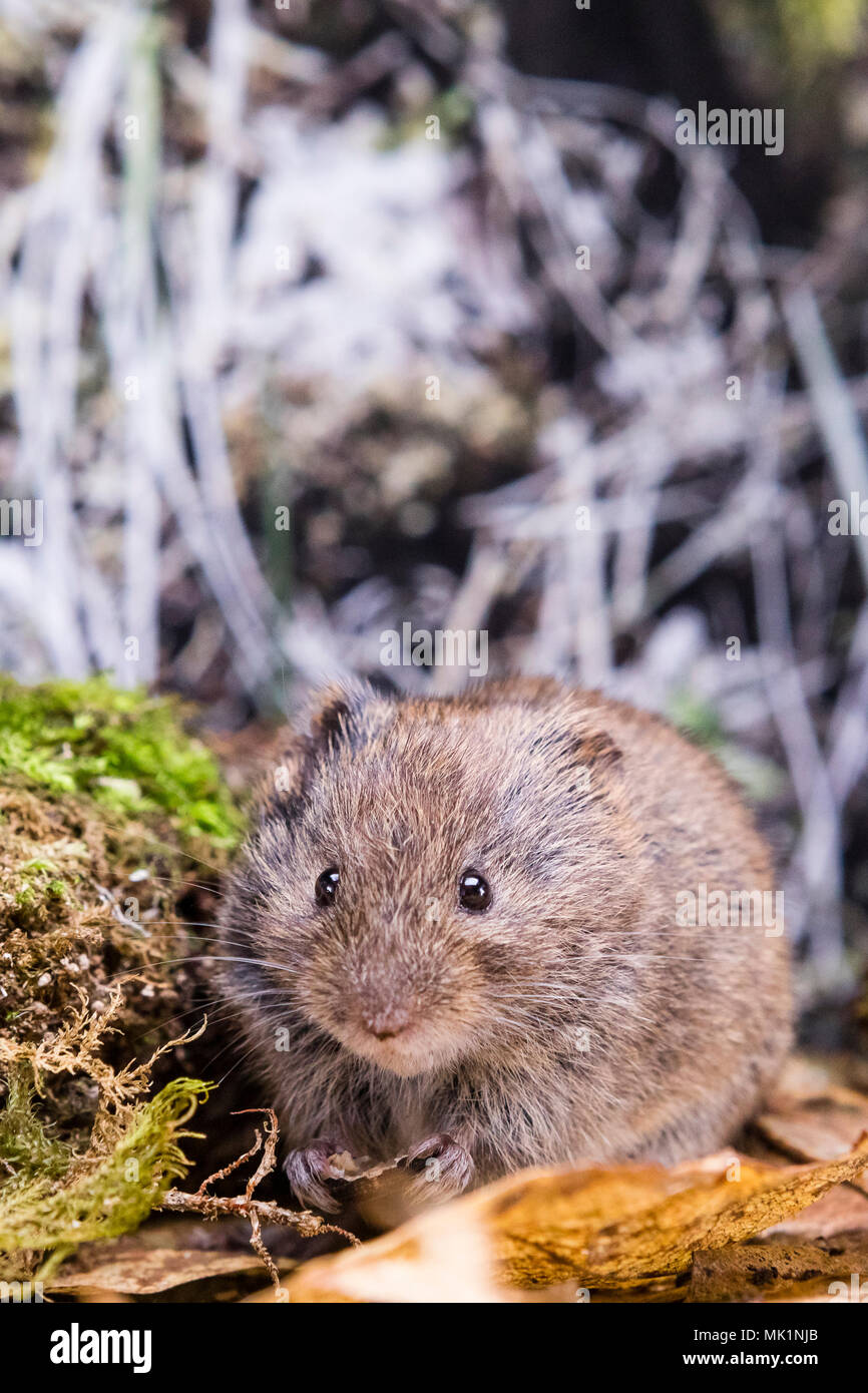 a field vole (or short-tailed vole) photographed in a studio set up ...