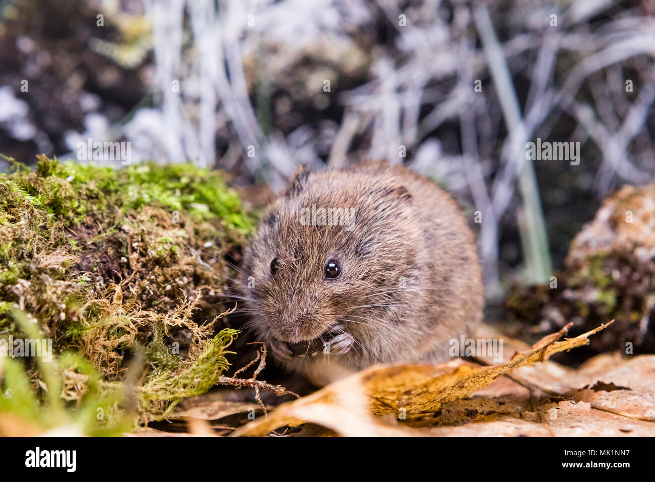 a field vole (or short-tailed vole) photographed in a studio set up ...