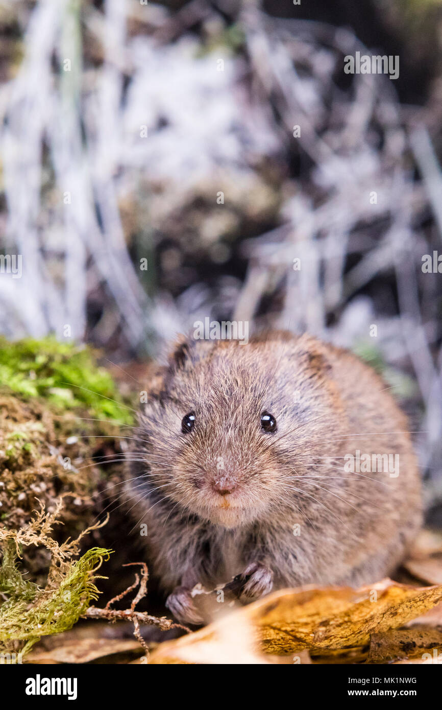 a field vole (or short-tailed vole) photographed in a studio set up ...