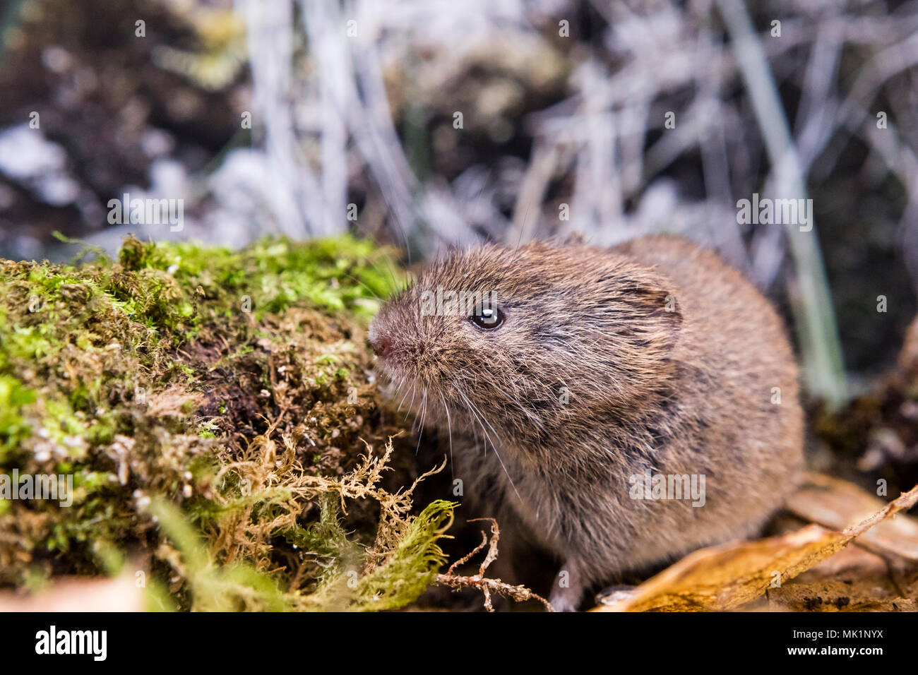 a field vole (or short-tailed vole) photographed in a studio set up ...