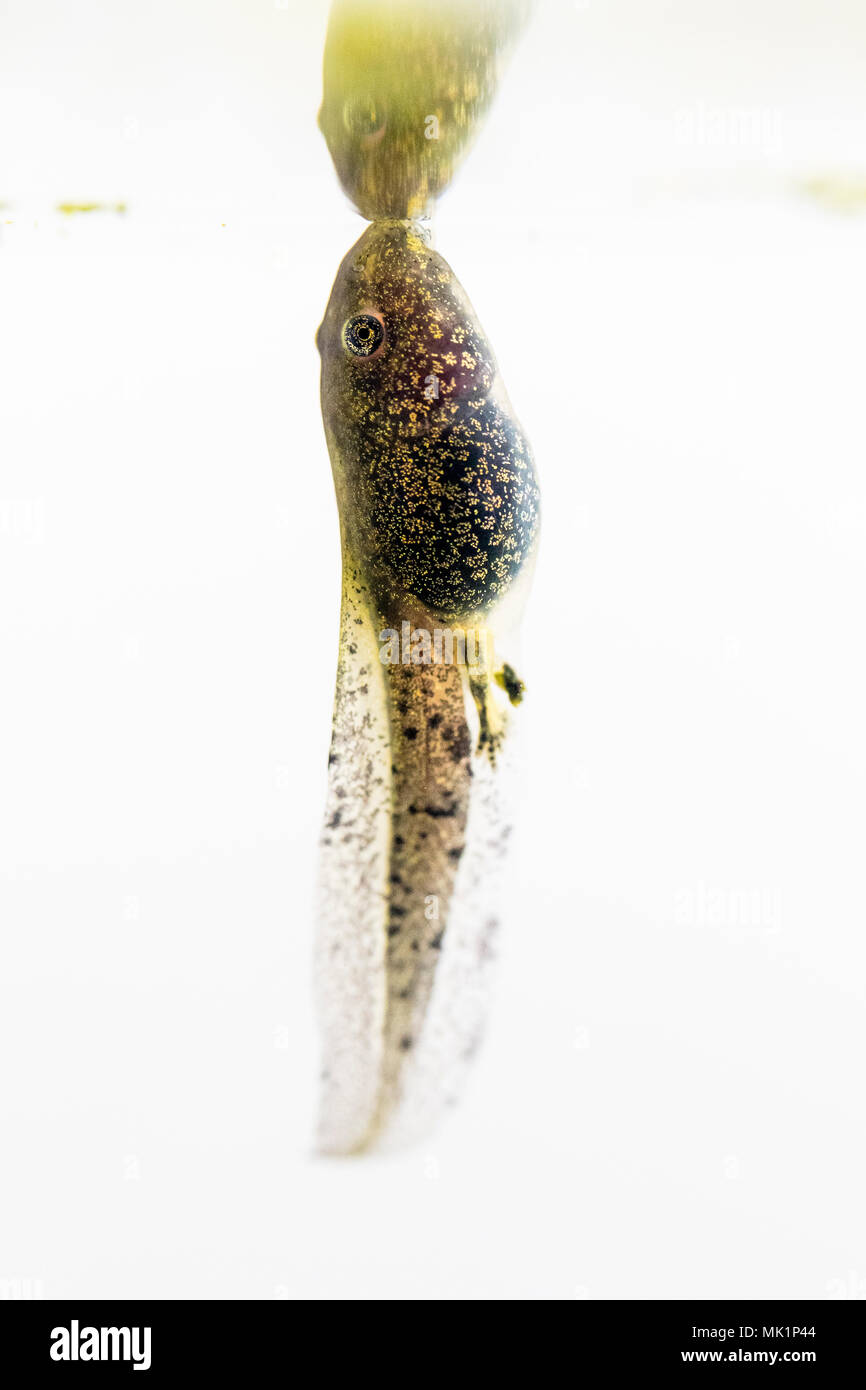 Tadpoles of the common frog showing development of hind legs Stock ...