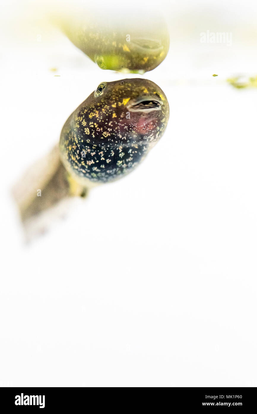 Frog tadpoles pond Cut Out Stock Images & Pictures - Alamy