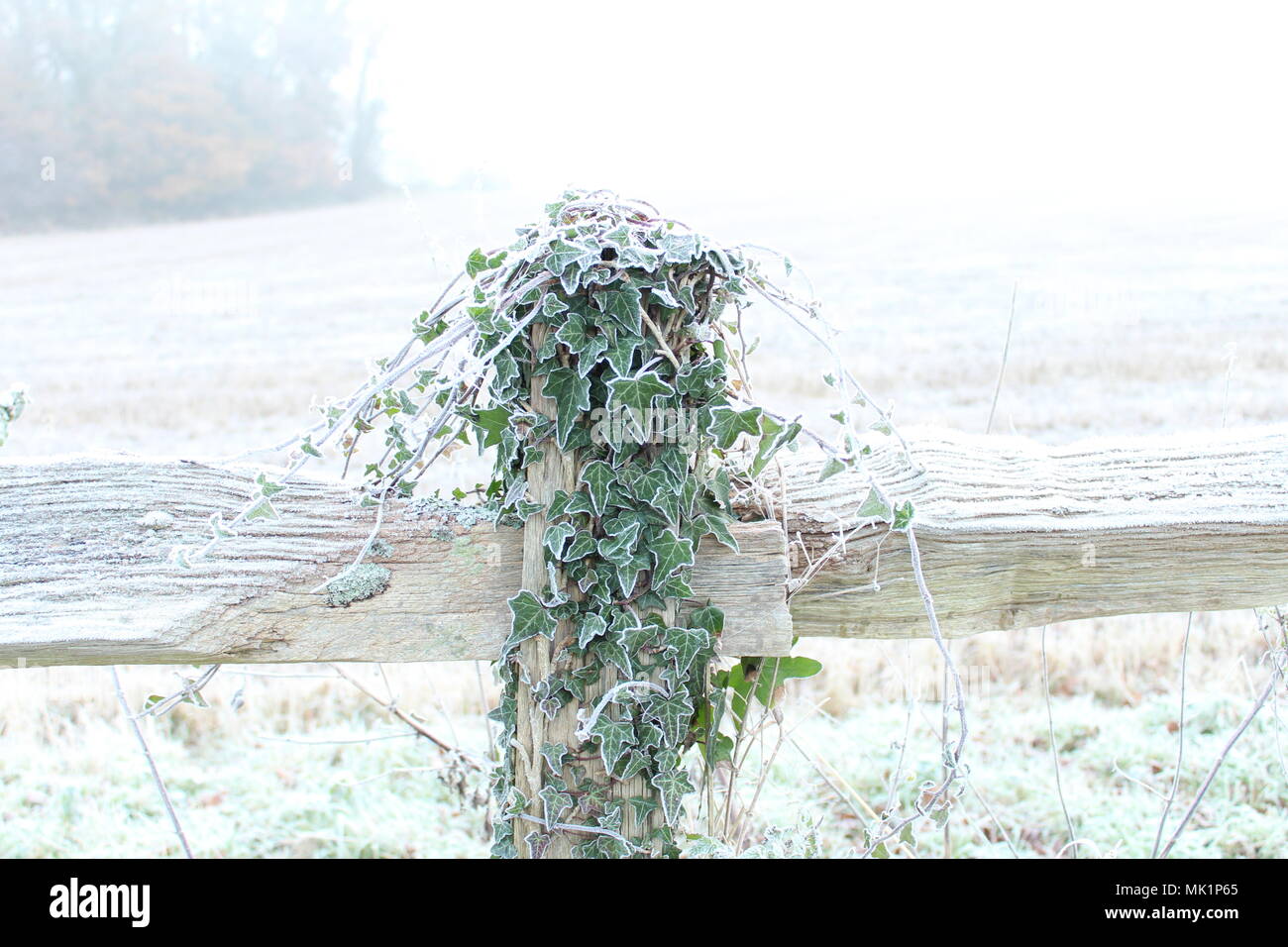 Creeping ivy camouflage hi-res stock photography and images - Alamy