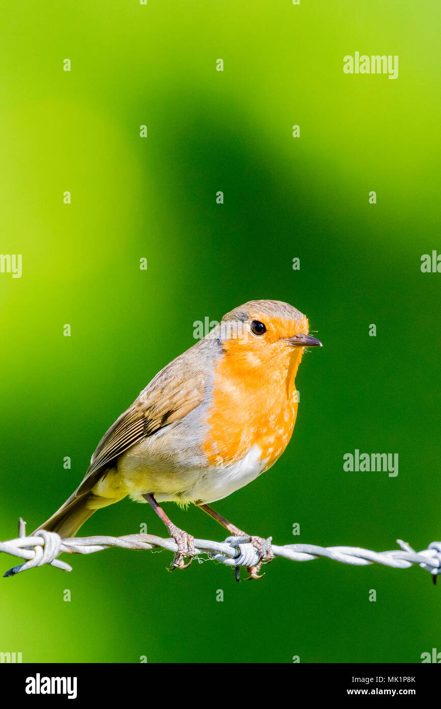 A robin posing hi-res stock photography and images - Alamy
