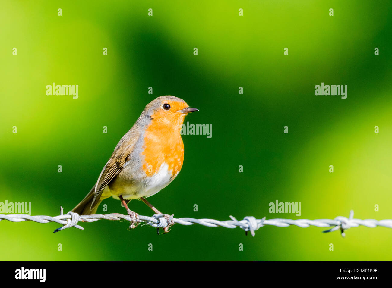 A robin posing hi-res stock photography and images - Alamy