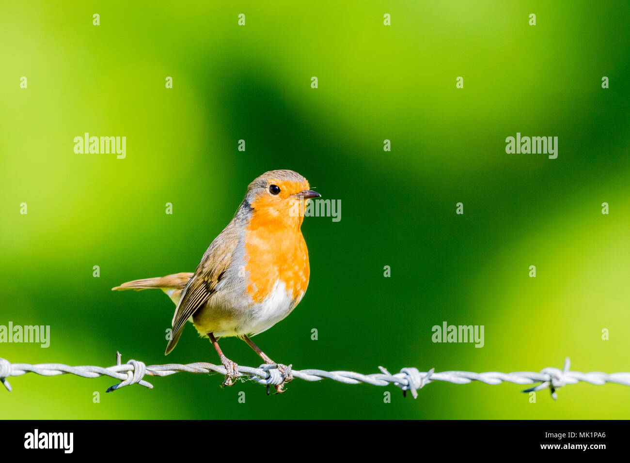 A robin posing in bright evening light Stock Photo - Alamy
